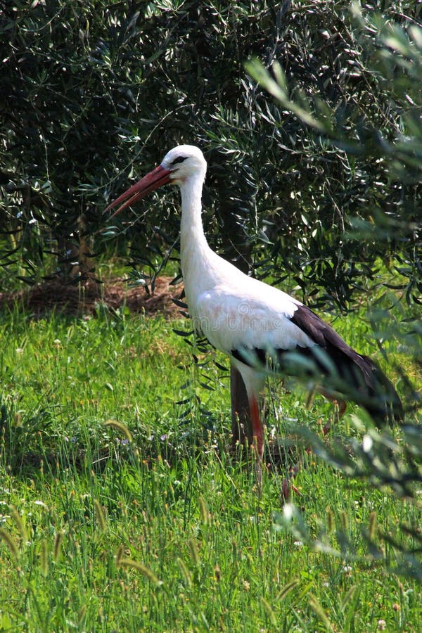 Stork profile stock photo. Image of staring, profile - 53533728