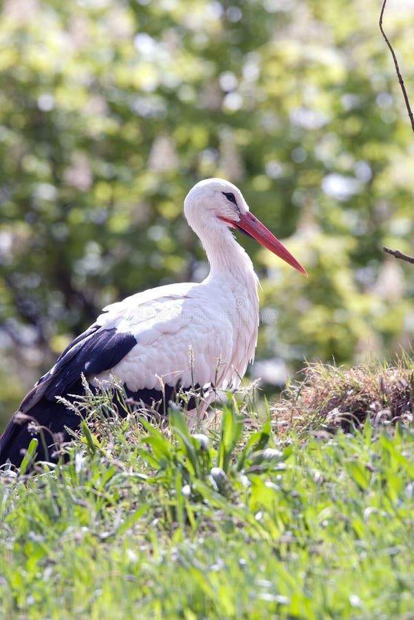 Stork profile stock photo. Image of staring, profile - 53533728
