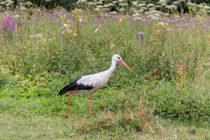 A Stork with a Red Beak Walks through the Meadow in Search of Food ...