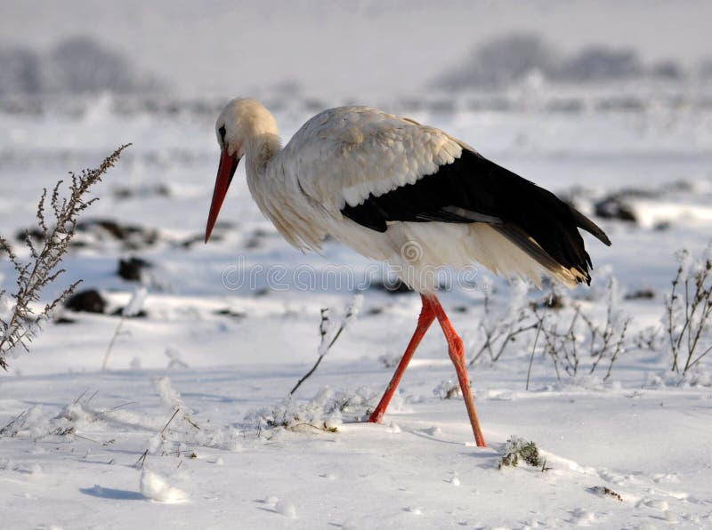 Stork remaining winter_9 stock photo. Image of wildlife - 83239436