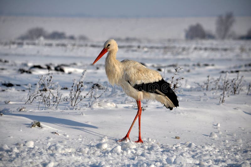 Stork remaining winter_5 stock photo. Image of winter - 83241406