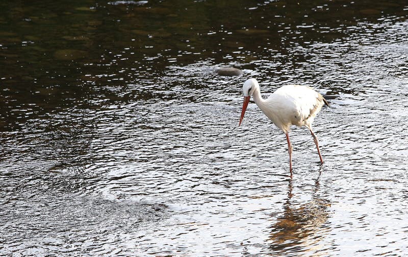 Stork in a River,Strasbourg, Alsace, France Stock Photo - Image of bird ...