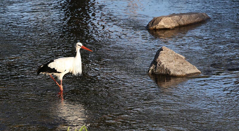 Stork in a River,Strasbourg, Alsace, France Stock Image - Image of ...