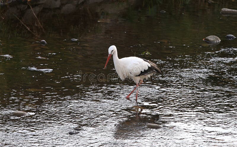Stork in a River,Strasbourg, Alsace, France Stock Photo - Image of bird ...