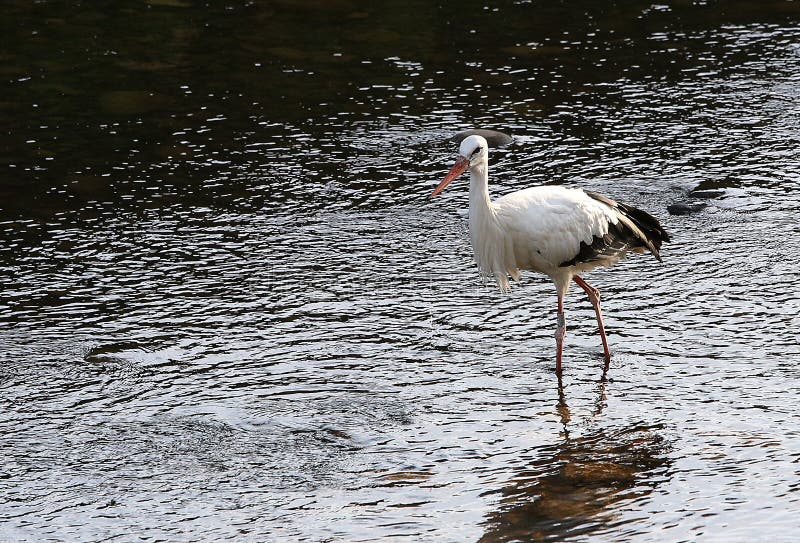 Stork in a River,Strasbourg, Alsace, France Stock Image - Image of ...
