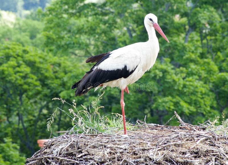 Stork on the roof stock image. Image of ecology, alone - 77244667