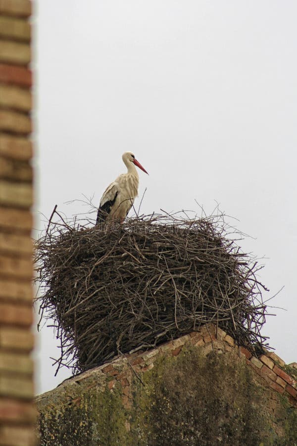 Stork stock photo. Image of bricks, build, nature, stone - 87884058