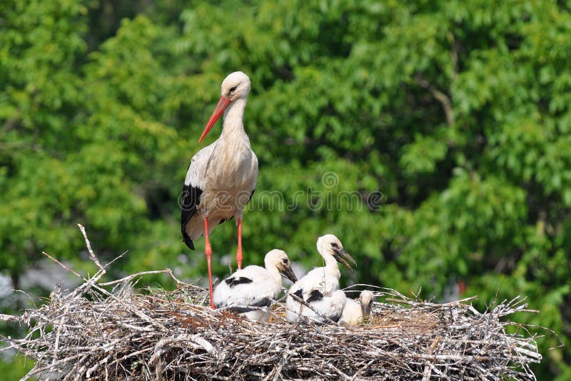 Stork s babies stock image. Image of nestling, plumage - 16081699