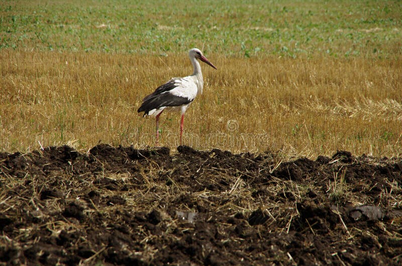 A Stork in Search of Food in a Plowed Field Stock Image - Image of ...