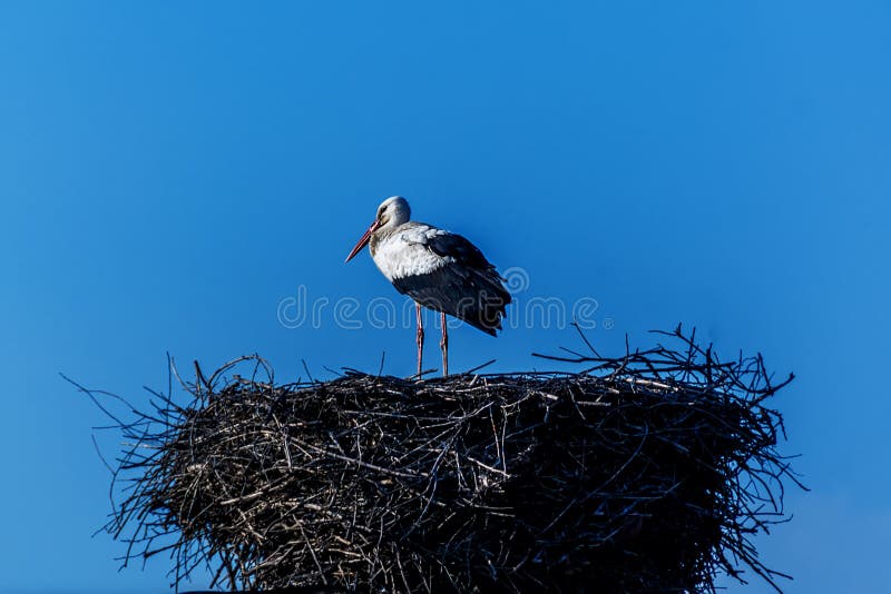 Handsome Stork Guards the Nest Stock Image - Image of summer, beak ...