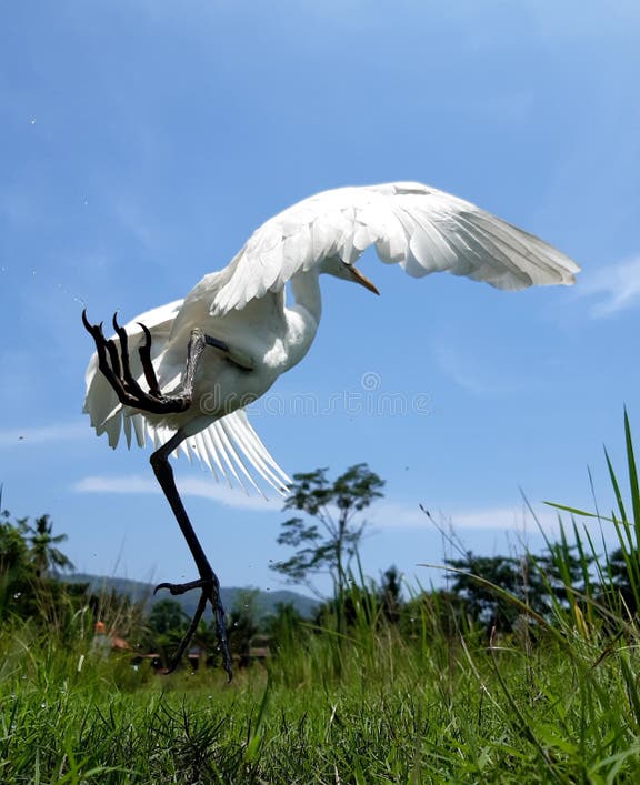 Shadow Crane Strike Stock Photos - Free & Royalty-Free Stock Photos ...