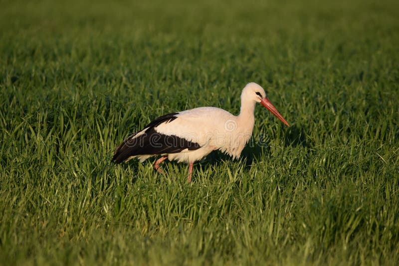 Stork sitting on the grass stock image. Image of fauna - 277737309