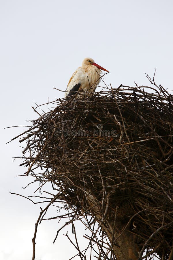Stork sitting in the nest stock photo. Image of stork - 39976356