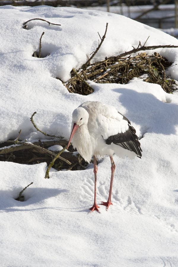 Stork Sitting Outdoors in Wintry Forest Stock Photo - Image of animal ...