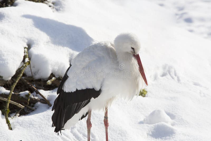 Stork Sitting Outdoors in Wintry Forest Stock Photo - Image of animal ...