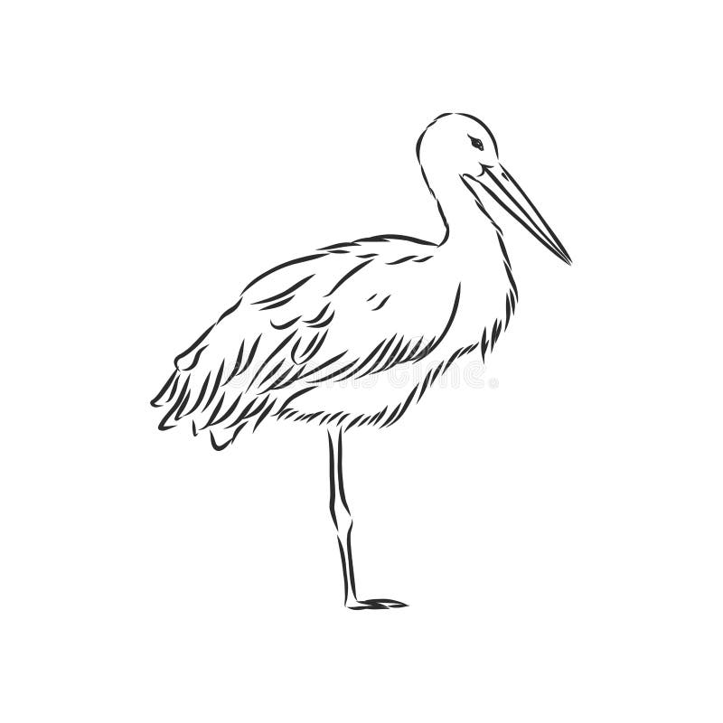 Stork Sketch Vector Illustration. Hand Sketching a Stork for a Design ...