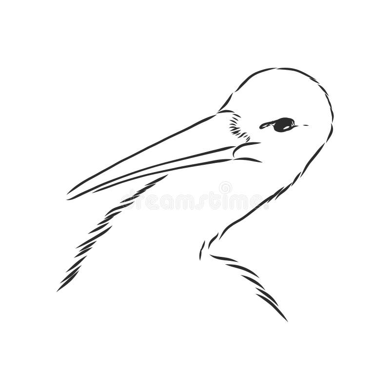 Stork Sketch Vector Illustration. Hand Sketching a Stork for a Design ...