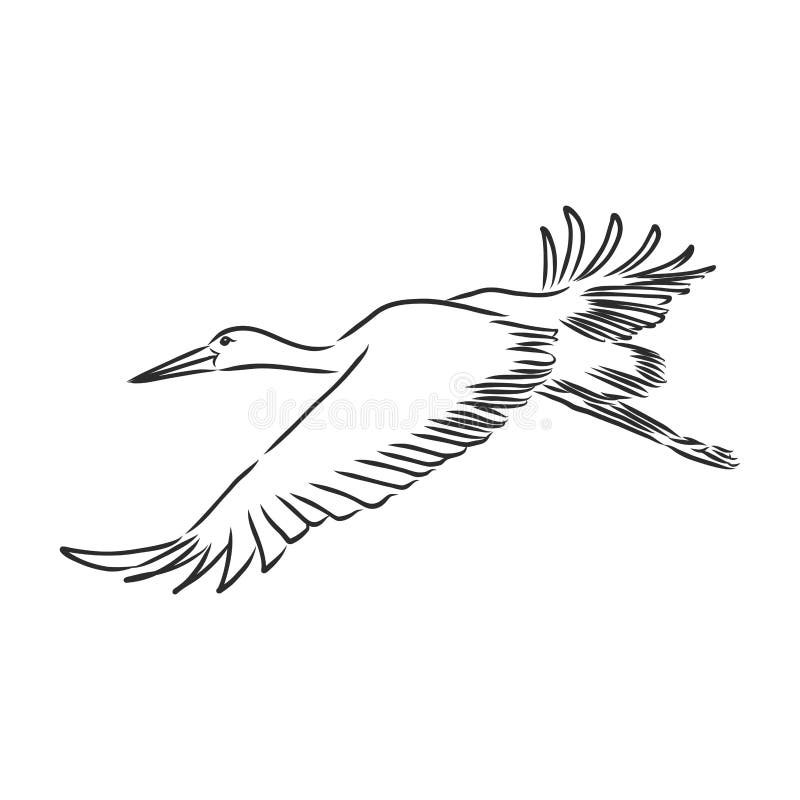 Stork Sketch Vector Illustration. Hand Sketching a Stork for a Design ...