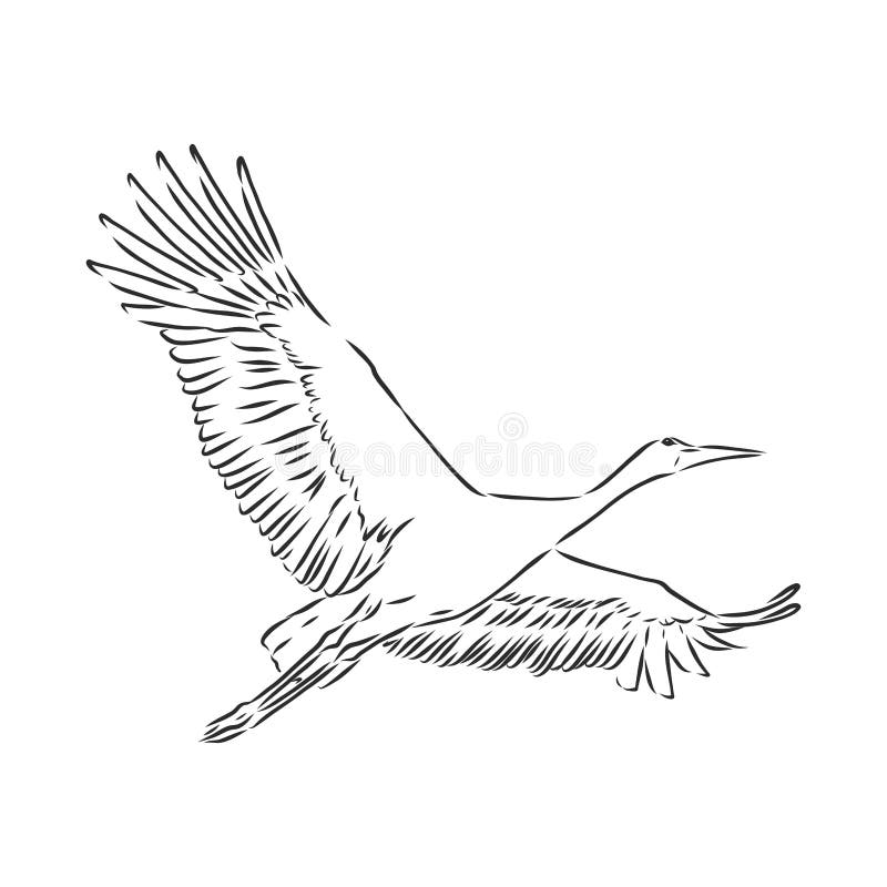 Stork Sketch Vector Illustration. Hand Sketching a Stork for a Design ...
