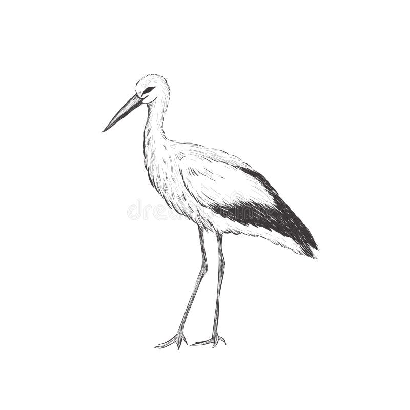Stork Sketch Vector Illustration. Stock Vector - Illustration of ...