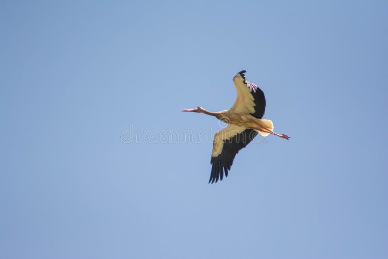 Stork in the Sky. White Stork Flies in the Sky. Beautiful Birds with ...