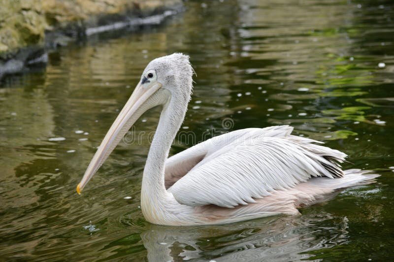 Stork stalking prey stock photo. Image of looking, fishing - 101791858