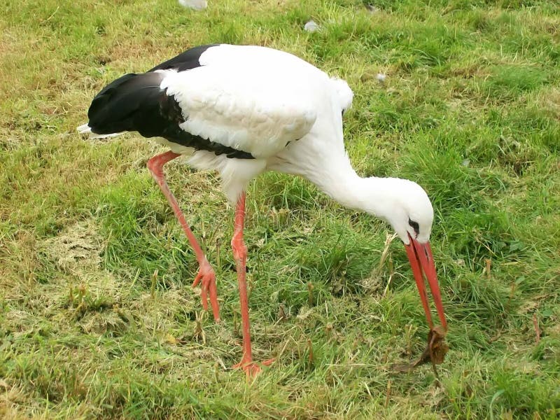 Stork stock image. Image of stork, eating, animal, nature - 99068387