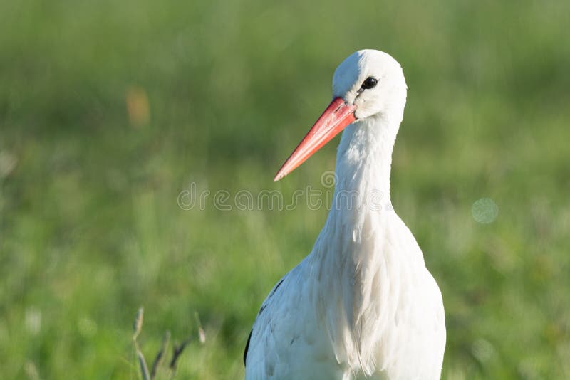 Stork standing in grass stock image. Image of animal - 40079565