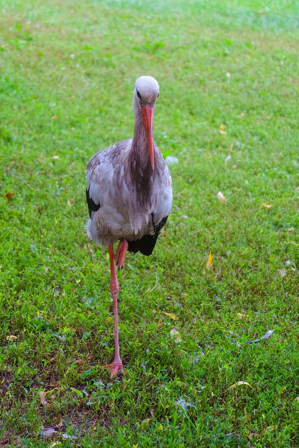 Anklefooted Stock Photos - Free & Royalty-Free Stock Photos from Dreamstime