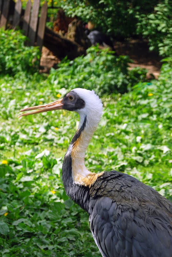 Stork Standing Portrait on Green Nature Background Stock Photo - Image ...