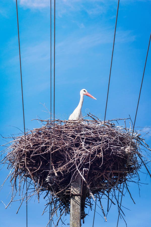 Stork Standing Proudly on Nest and Looking a Side Stock Image - Image ...