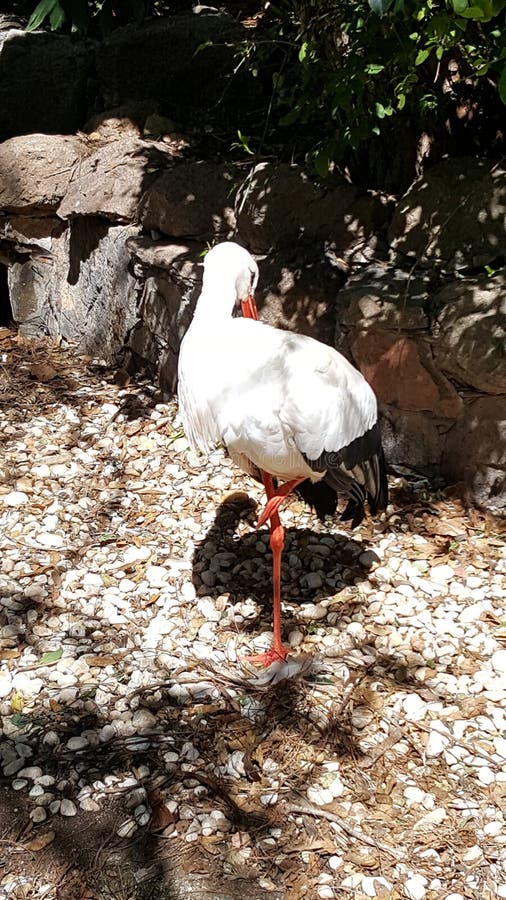 Stork stock photo. Image of fauna, nature, beak, ciconiiformes - 92263286