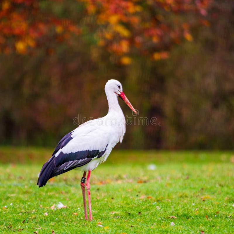 View of Ringed Stork in a Field Stock Image - Image of birdwatching ...