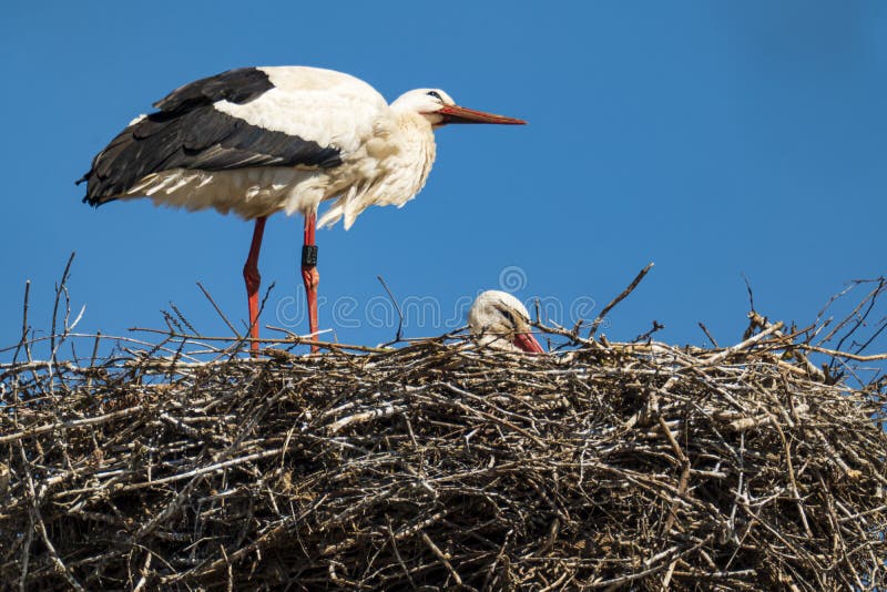 A Stork Stands into Its Nest in Front of a Blue, Cloudless Sky Stock ...