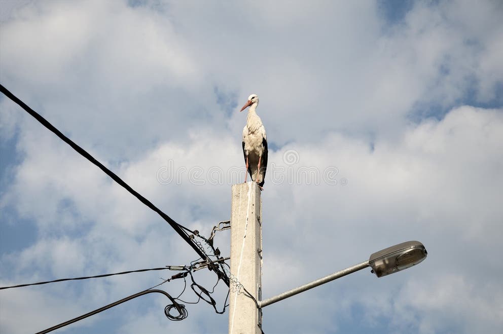Stork Stands on a Pole with Electric Wires. Stock Photo - Image of ...