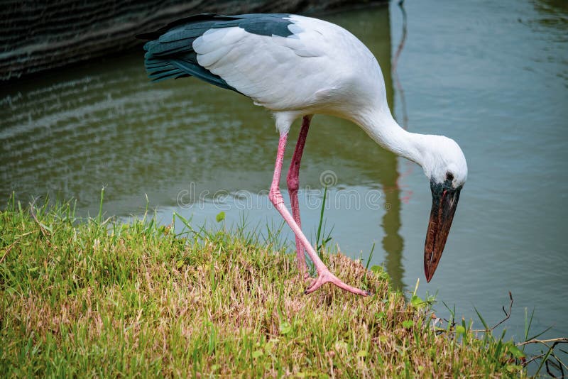 Stork stock image. Image of egret, natural, baby, lake - 159846517