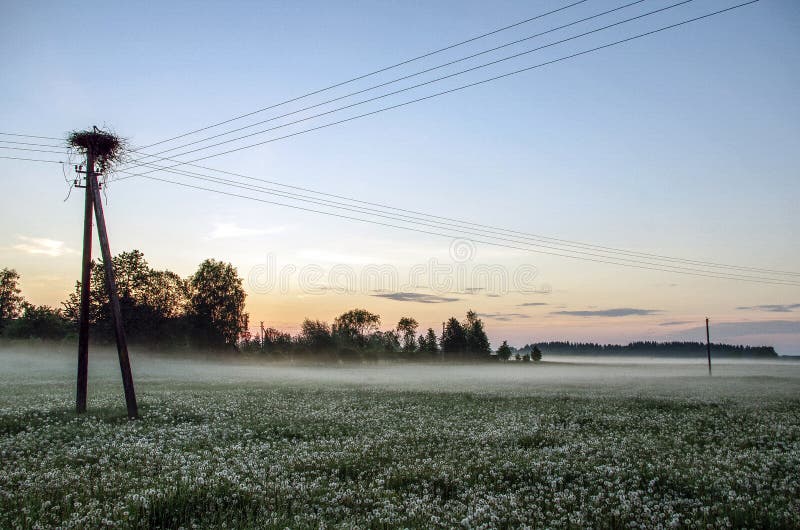 Stork on sunrise stock image. Image of pylons, animal - 50292721