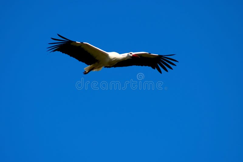 Stork, symbol of spring. stock photo. Image of seasonal - 6839350