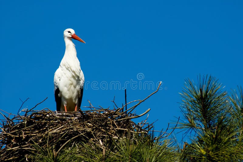 Stork, symbol of spring. stock photo. Image of blue, majestic - 7650302