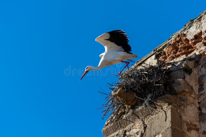 Stork Taking Flight from Its Nest Stock Image - Image of glide, freedom ...