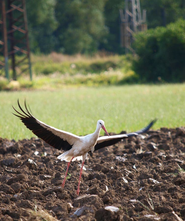 Stork stock image. Image of field, stork, spring, soil - 87319069