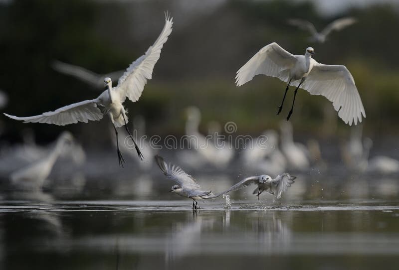Stork Took Off and Flying Together Stock Image - Image of field, bird ...