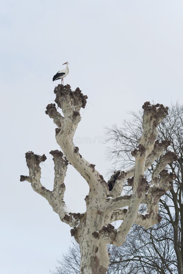 Stork in the tree stock image. Image of winter, natural - 13510307