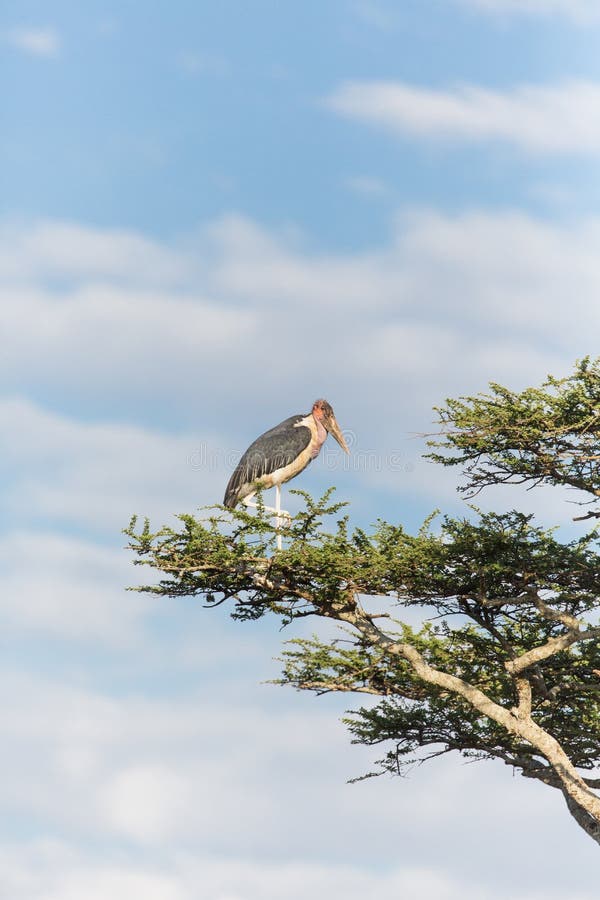Stork in tree stock image. Image of large, branch, travel - 40377089