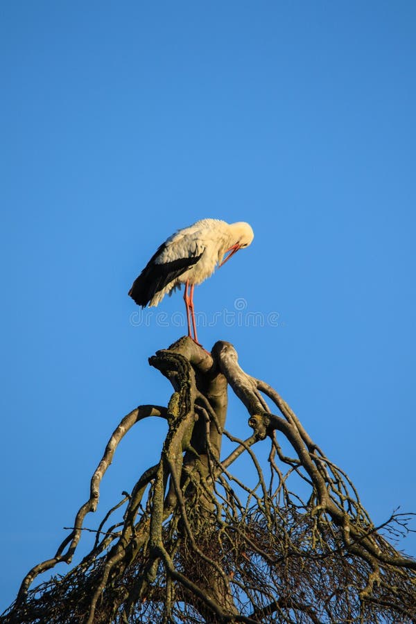 Stork on a tree stock image. Image of blue, white, nesting - 89954893
