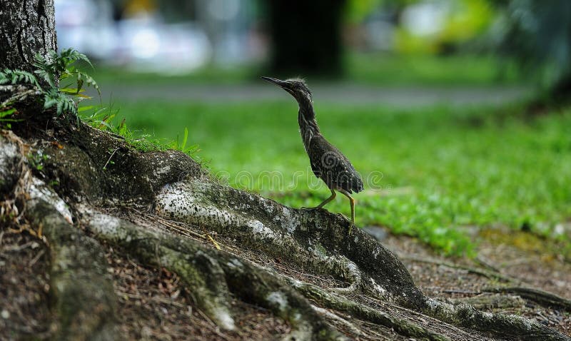 Animal and object stock photo. Image of wallpaper, port - 255995888