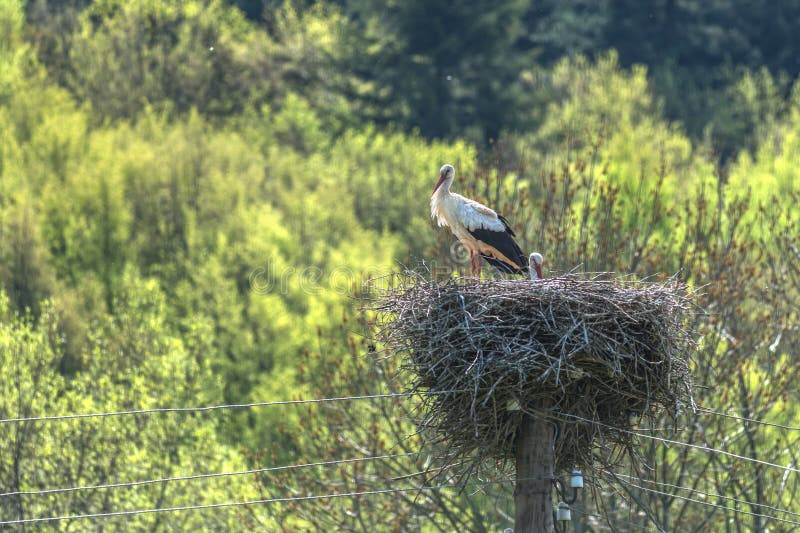 Stork stock image. Image of arrival, clear, baby, cloud - 14385471