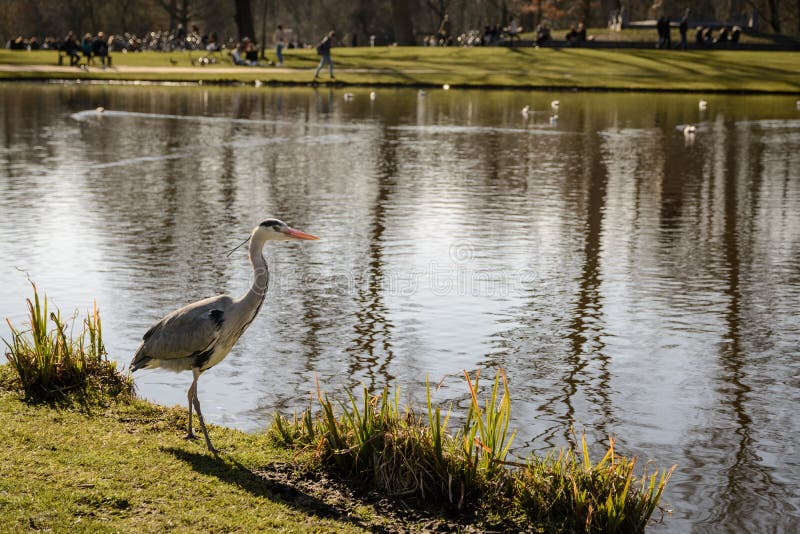 A Stork at Vondelpark in Amsterdam Netherlands. March 2015 Stock Photo ...