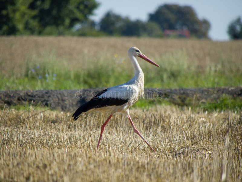 Stork walking on field stock photo. Image of wild, grass - 128703794