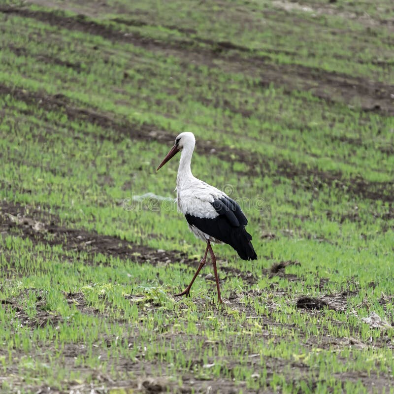 Stork Walking in the Green Field Stock Photo - Image of walking, nature ...